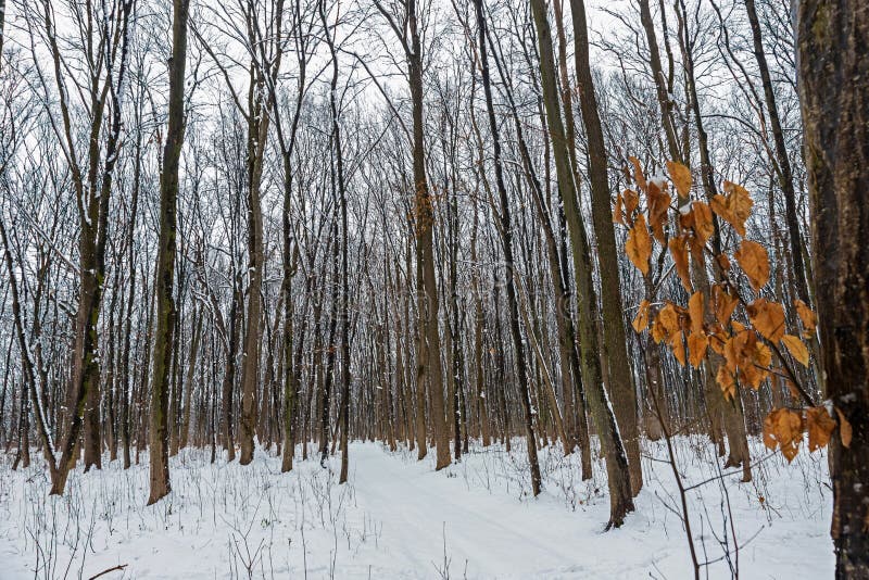 Winter Forest with Snow on Trees and Floor Stock Photo - Image of tree ...
