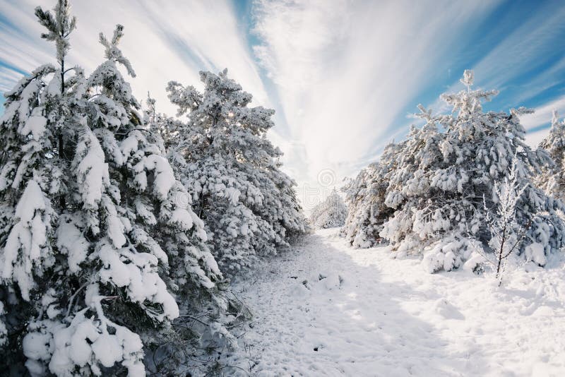 Trees in snowy park stock image. Image of scene, purity - 110180501