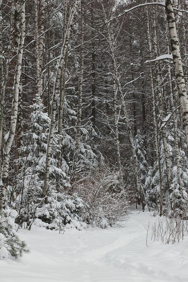 Winter Forest after a Snowfall Stock Photo - Image of year, snowdrift ...