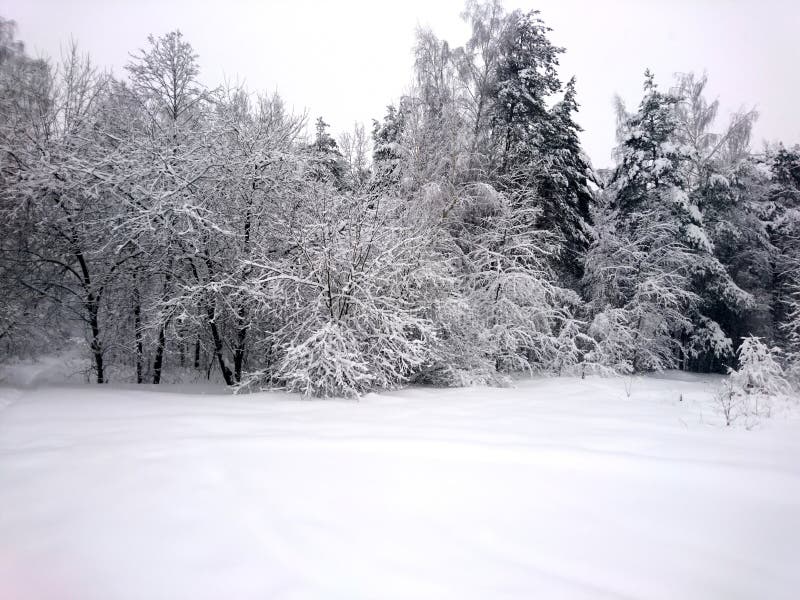 Winter Forest after Snowfall. Winter Landscape in the Forest Stock ...
