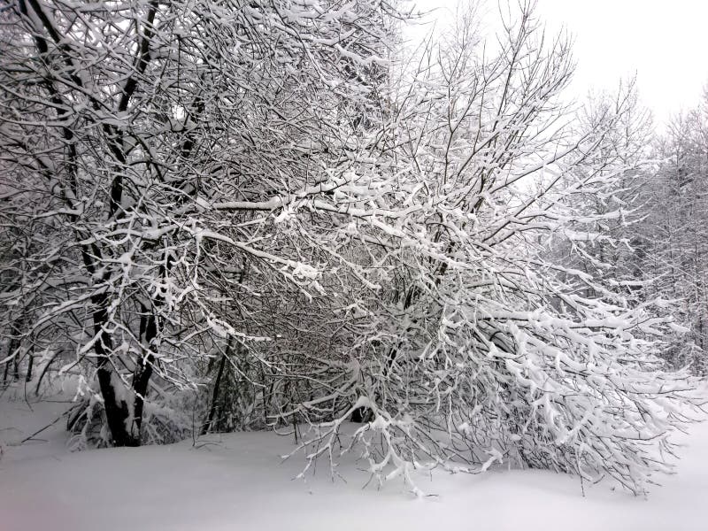 Winter Forest after Snowfall. Winter Landscape in the Forest Stock ...