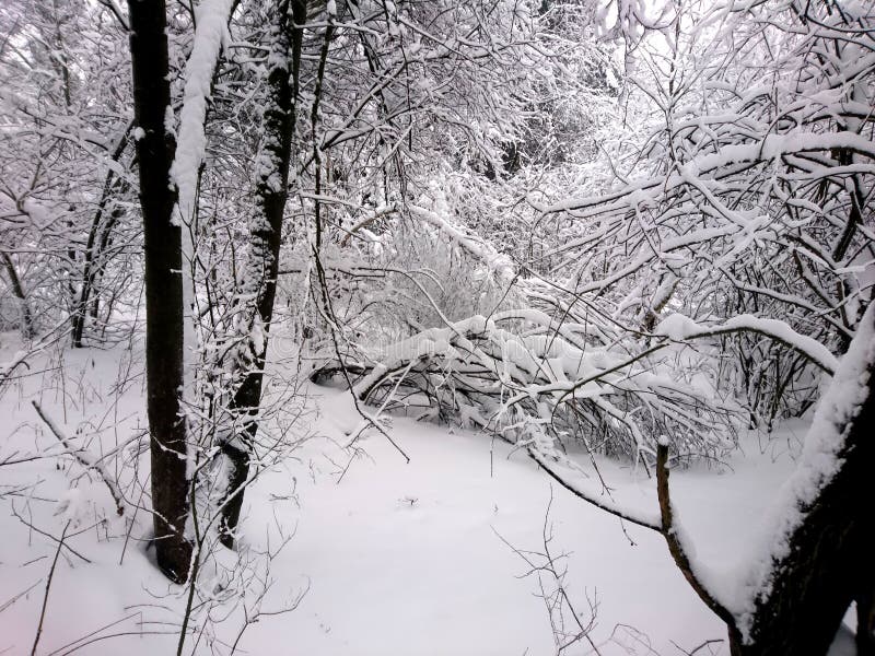 Winter Forest after Snowfall. Winter Landscape in the Forest Stock ...