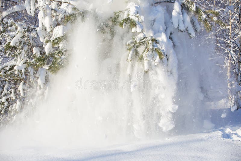 Winter Forest after a Snowfall, Sunny Day, Trees in the Snow Stock ...