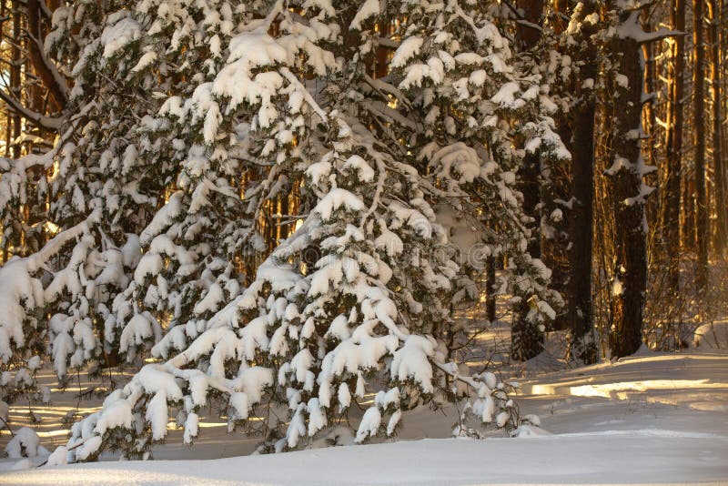 Winter Forest after a Snowfall, Sunny Day, Trees in the Snow Stock ...