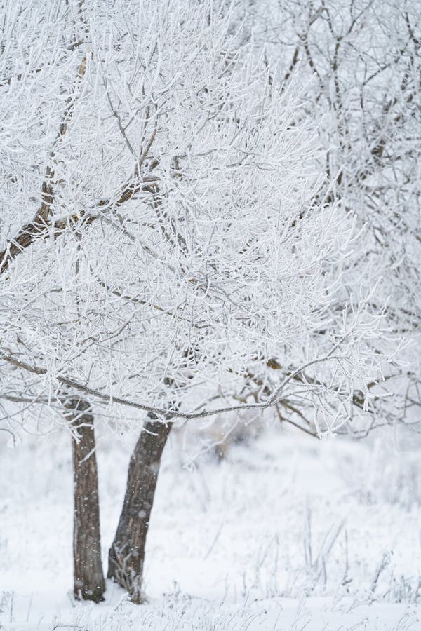 Winter Forest after a Snowfall, Sunny Day, Trees Stock Image - Image of ...