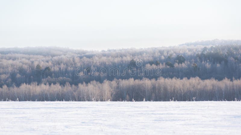 Winter Forest and Snowfield in the Sunlight Stock Image - Image of ...