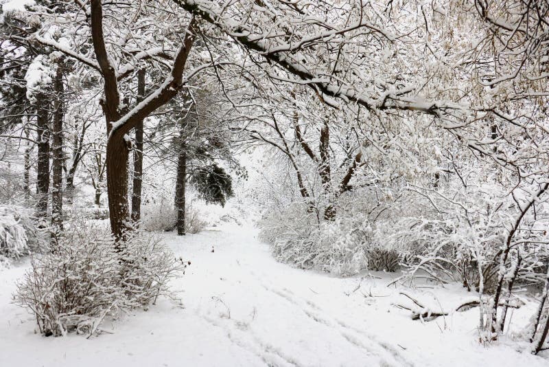 Winter Forest, Snown, Tree, Cloudy Stock Image - Image of snown, blue ...