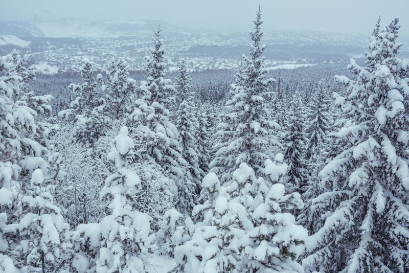 Winter Forest with Snowy Fir Trees Stock Photo - Image of travel ...