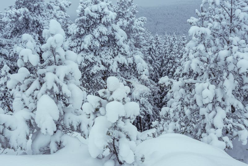 Winter Forest with Snowy Fir Trees Stock Image - Image of christmas ...