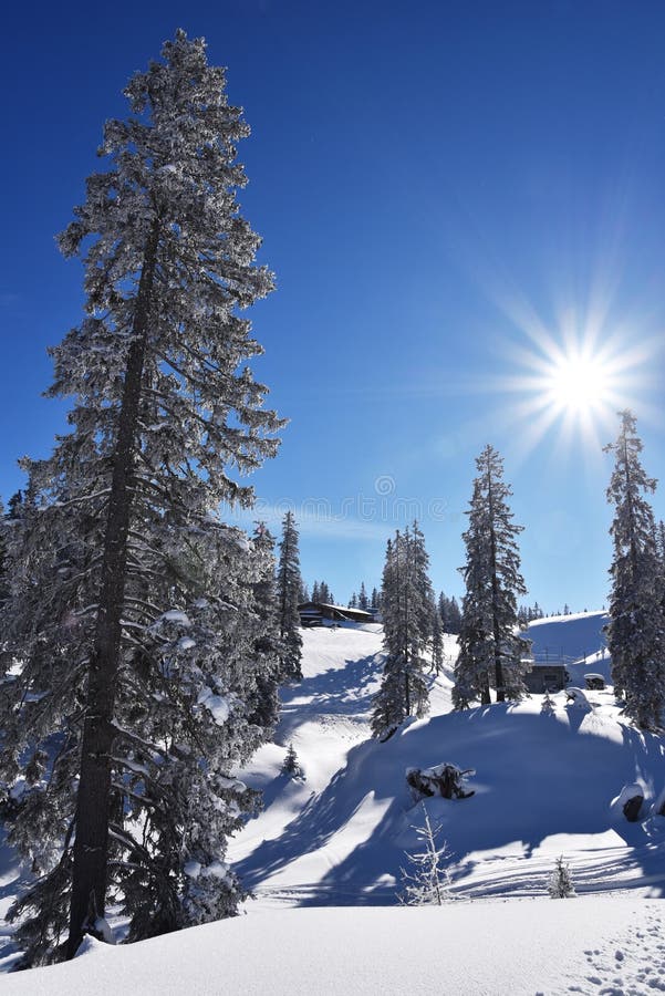 Winter forest stock photo. Image of frosty, forest, crisp - 17496818