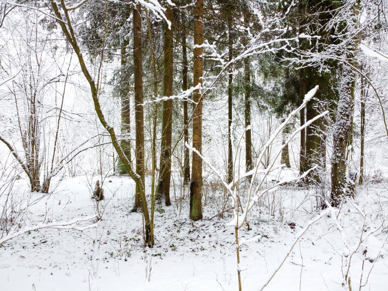 Winter Forest with Snowy Tree Stock Photo - Image of nature, snow ...