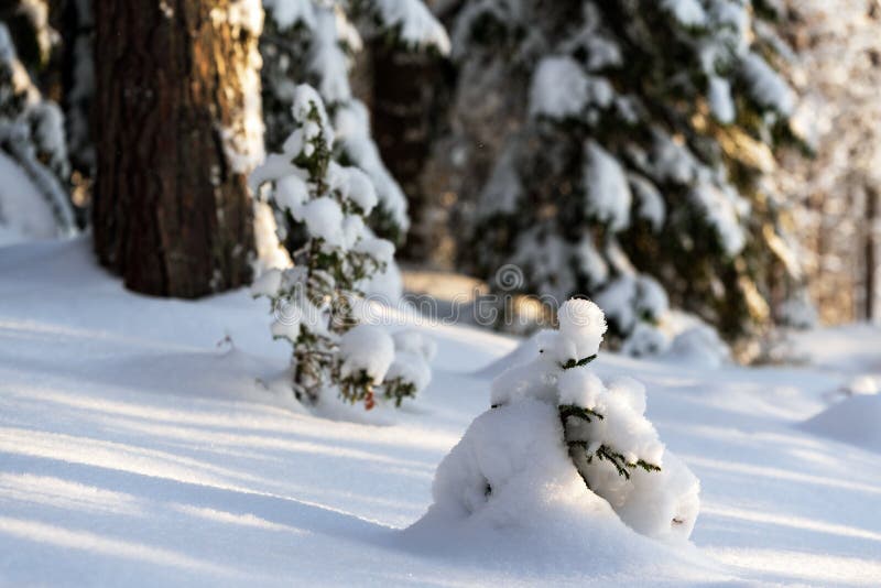 Winter Forest with Snowy Trees Stock Photo - Image of rural, natural ...