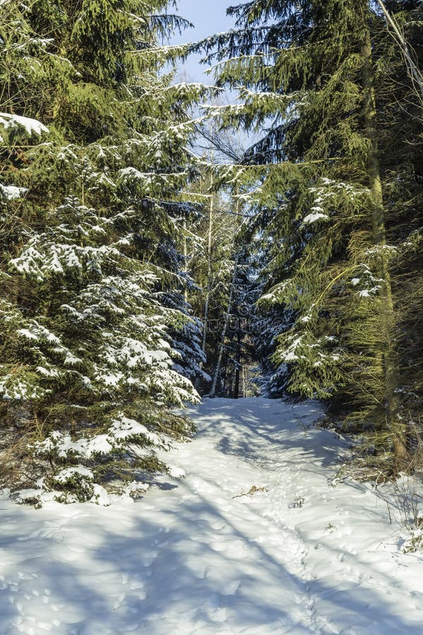 Winter in the forest stock photo. Image of winter, season - 104182376