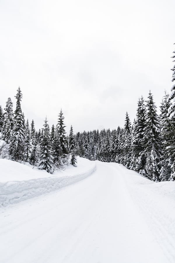 Winter forest in Norway stock image. Image of trees - 115910421