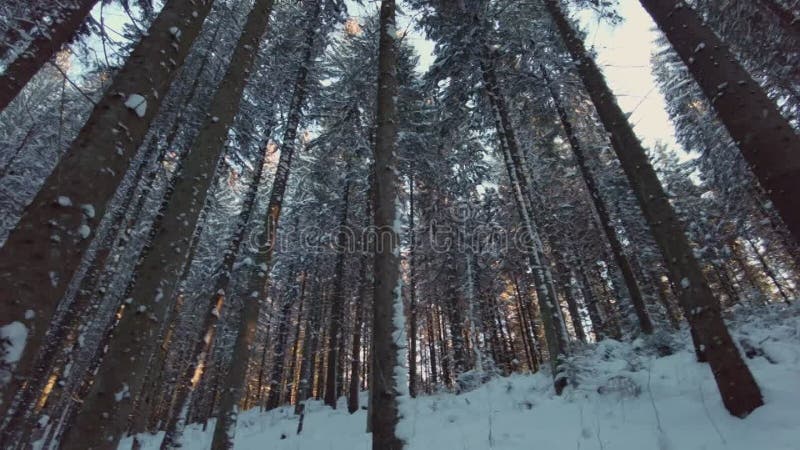 Winter Forest and Spinning View from Bottom on Tree Crown with Snow ...