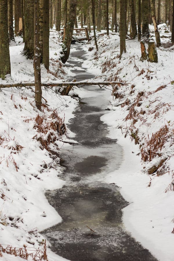 Winter Forest Stream Clean Fresh Water in Ice Stock Image - Image of ...