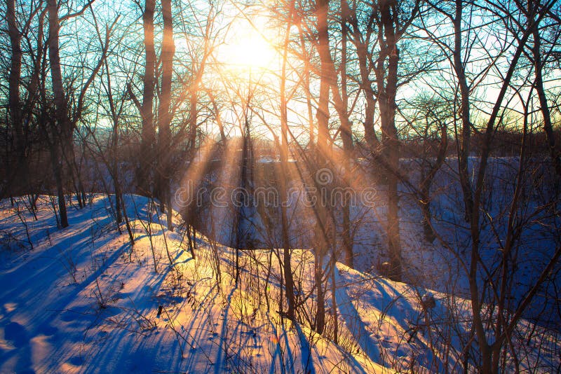 Winter Forest with Sun Rays Stock Image - Image of morning, dawn: 202869183
