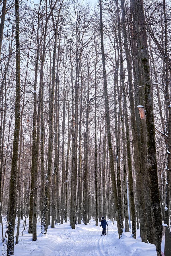 Winter Forest on a Sunny Day. Trees, Path, Ski Track Stock Image ...