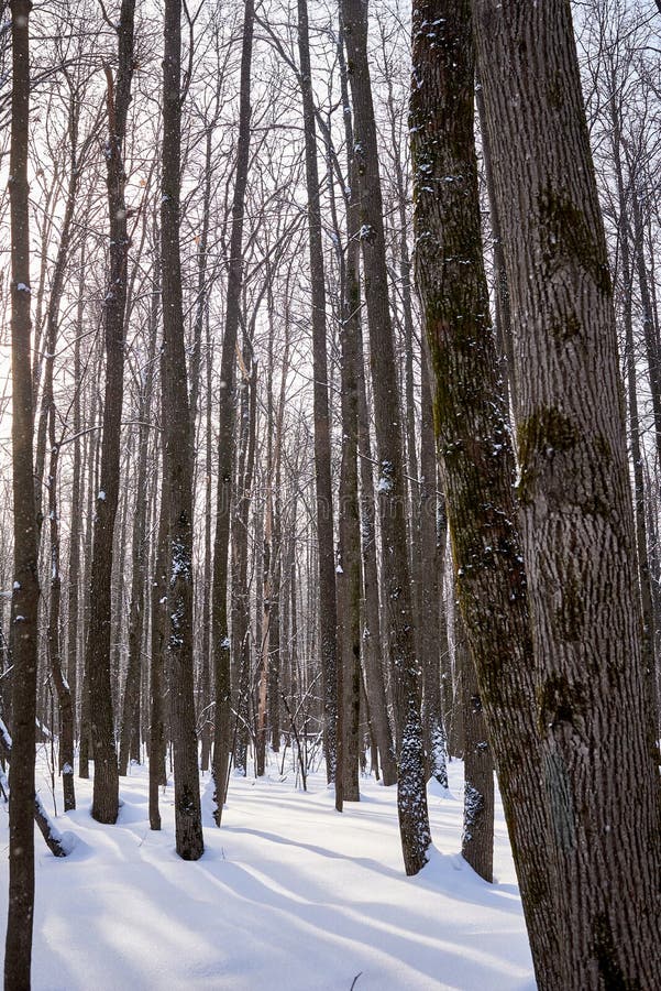 Winter Forest on a Sunny Day. Trees, Path, Ski Track Stock Photo ...