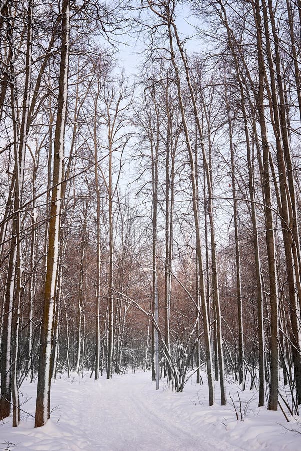 Winter Forest on a Sunny Day. Trees, Path, Ski Track Stock Image ...
