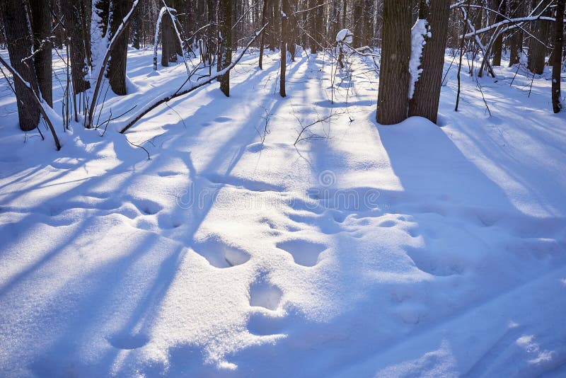 Winter Forest on a Sunny Day. Trees, Path, Ski Track Stock Photo ...