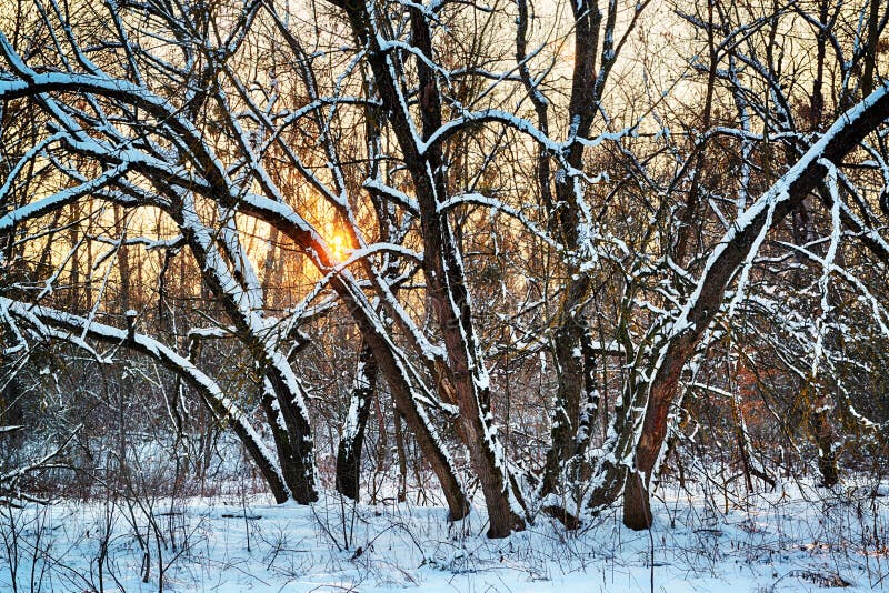 Winter forest sunset stock image. Image of evening, dusk - 108718369