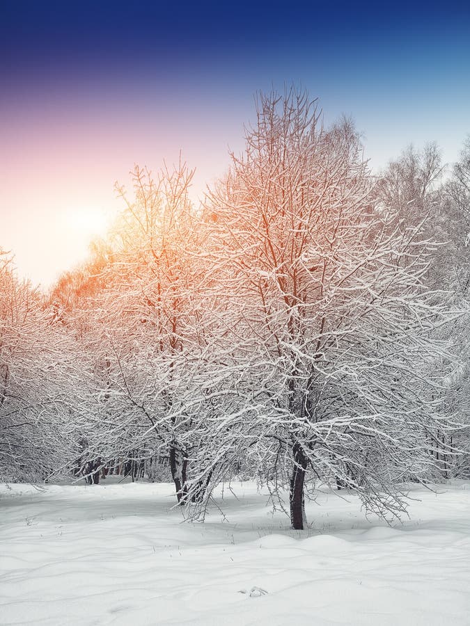 Winter Forest at Sunset with Snow on Trees and Floor Stock Photo ...
