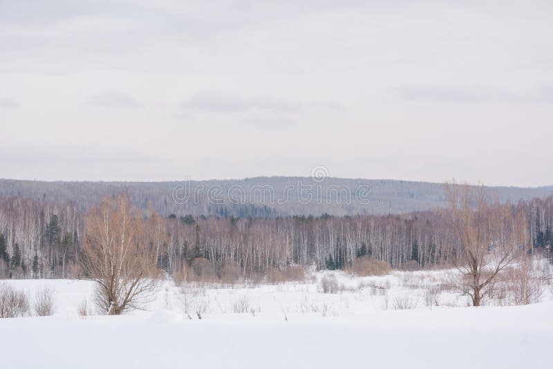 Winter Forest, Taiga. Forest in Winter in Siberia. Taiga Pines in the ...