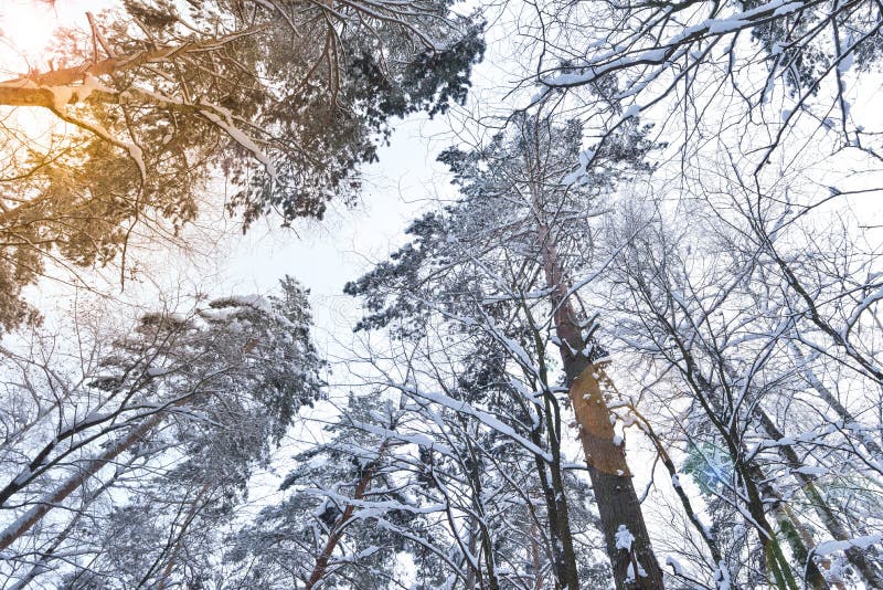 Winter Forest, Tall Trees with Snow. Bottom-up View Stock Photo - Image ...