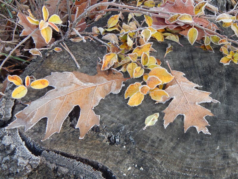 Winter Forest, the Texture of Nature Stock Image - Image of foliage ...