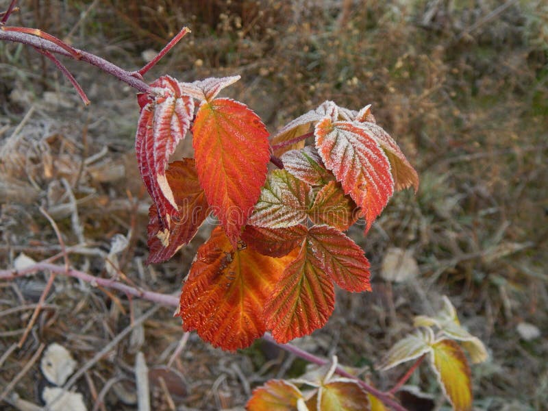 Winter Forest, the Texture of Nature Stock Photo - Image of white ...