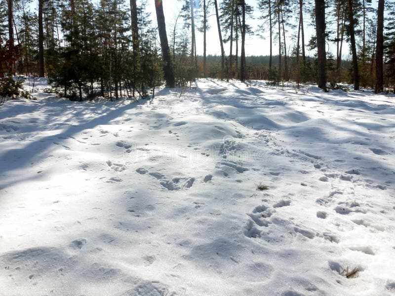 In the Winter Forest, There are Many Traces of Various Animals in the ...