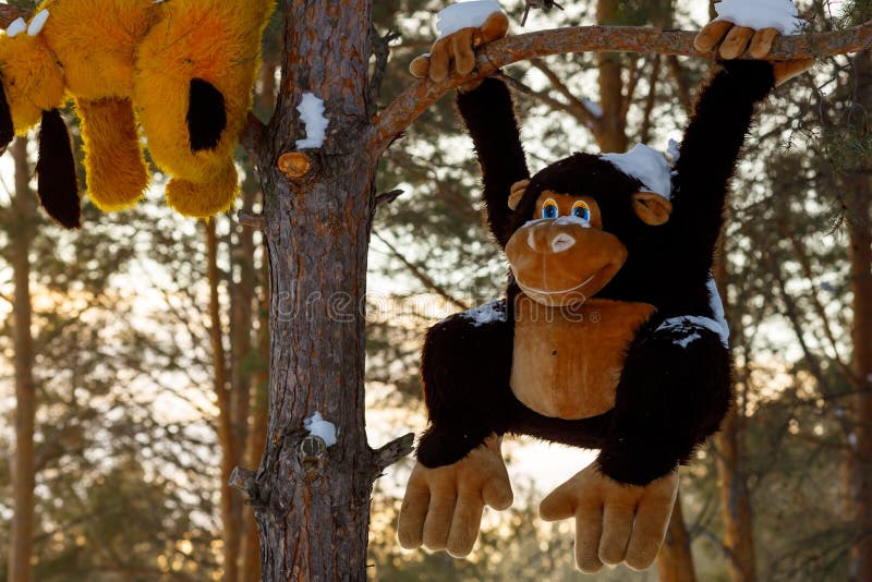 In the Winter Forest a Toy Big Monkey Hangs on a Tree Stock Image ...