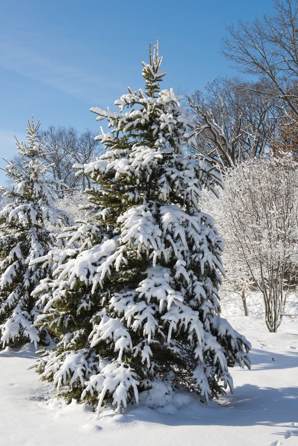 Pine trees covered in snow stock photo. Image of coniferous - 6701994