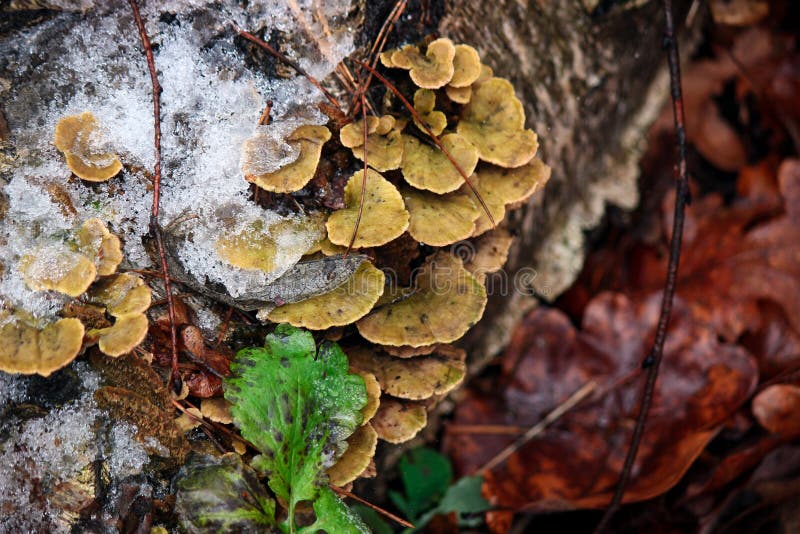 Winter forest stock photo. Image of winter, fungus, forest - 37283280