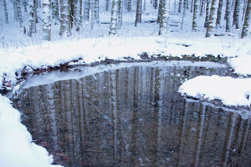 Winter forest stock image. Image of cold, winter, nature - 62838971