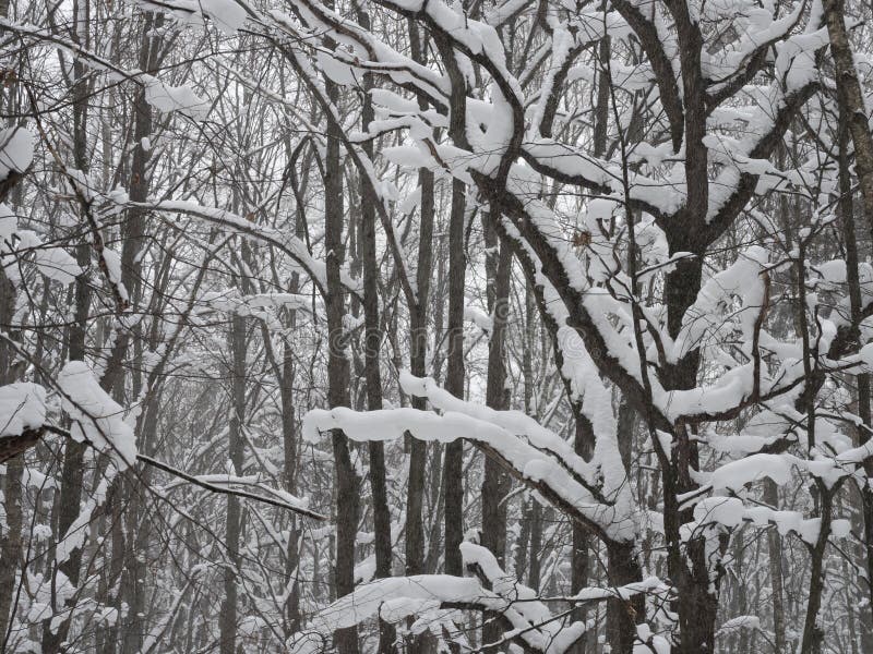 Winter Forest, Trees Covered with Fresh Snow after Snow Falling Stock ...