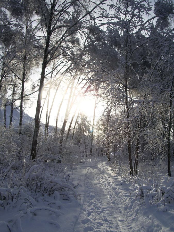 In the Winter Forest, the Trees are Covered with Snow. the Branches of ...