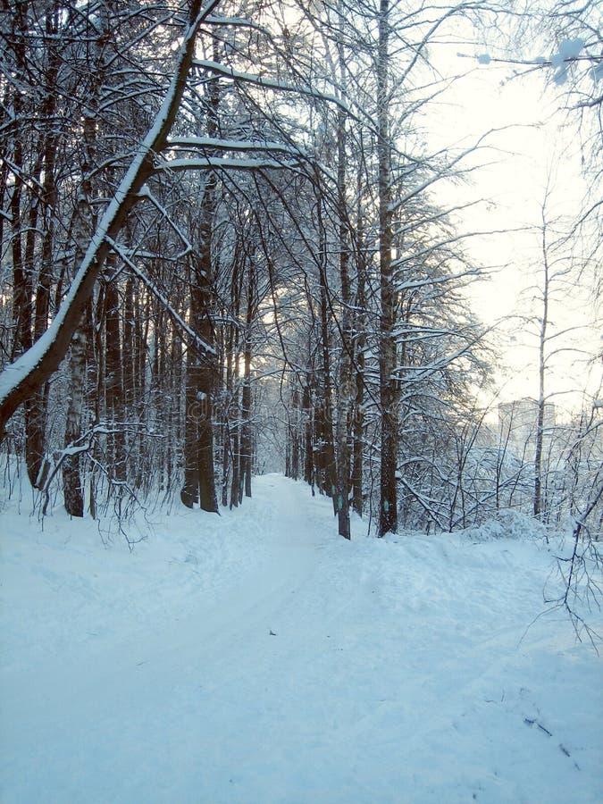 In the Winter Forest, the Trees are Covered with Snow. the Branches of ...