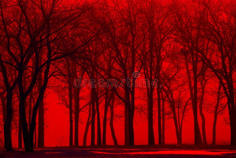 Winter Forest Trees in Red Fog Stock Photo - Image of horizon, savanna ...