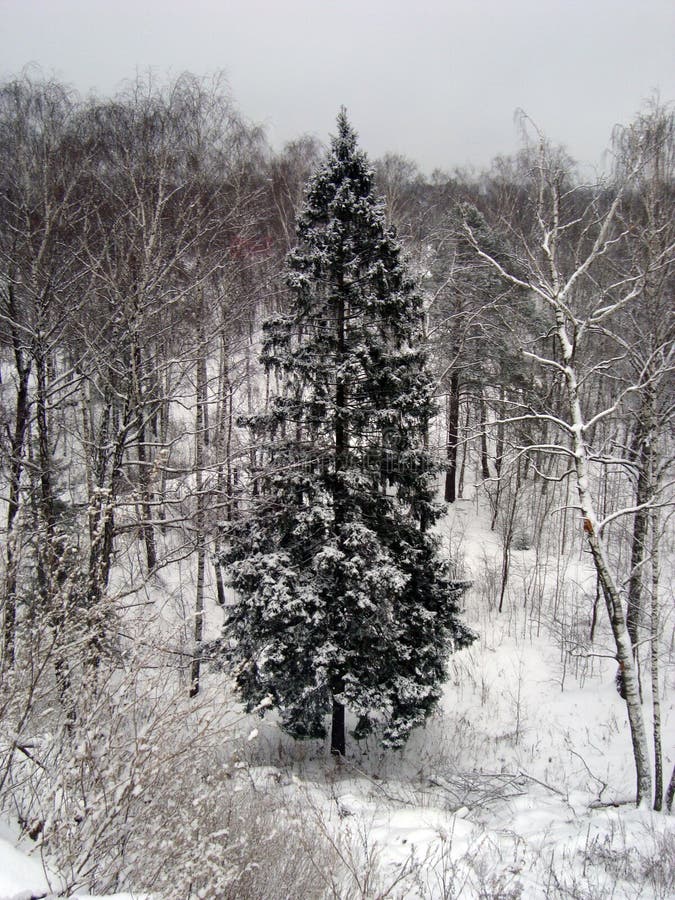 Winter Forest. Trees are Standing in the Snow. the Forest is Quiet ...