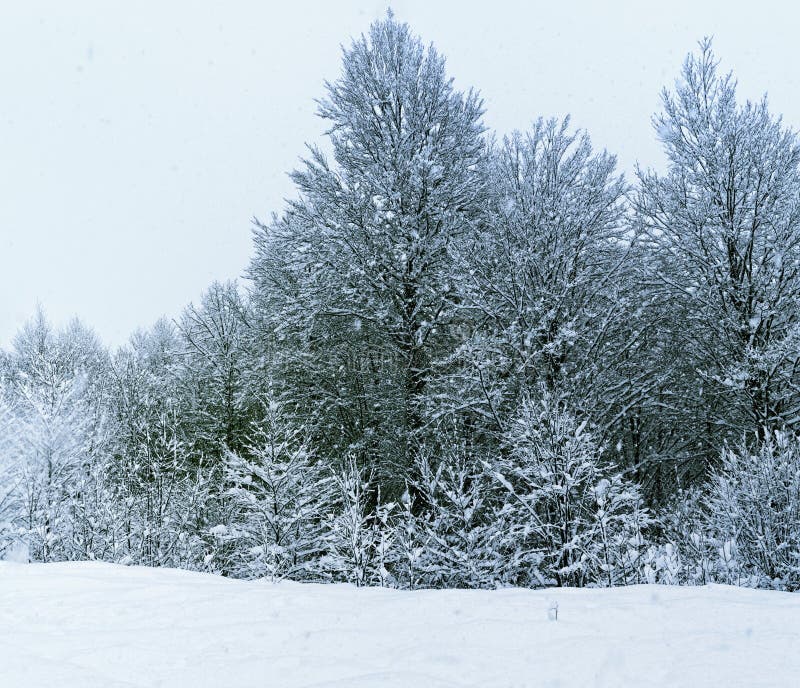Winter forest under snow stock photo. Image of wood, trees - 50944452