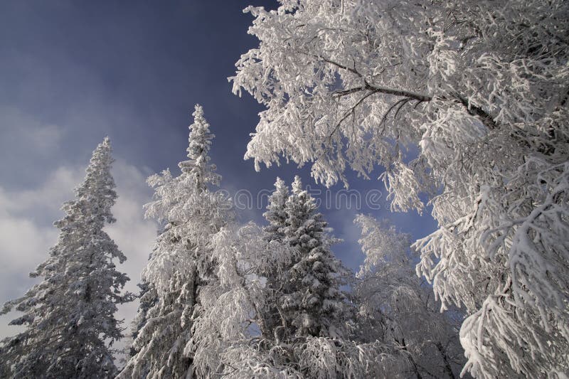Winter Forest in the Ural Mountains Stock Photo - Image of landscape ...