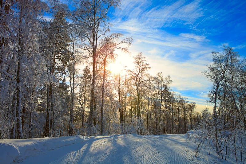 Winter forest stock photo. Image of landscape, outdoors - 46025578