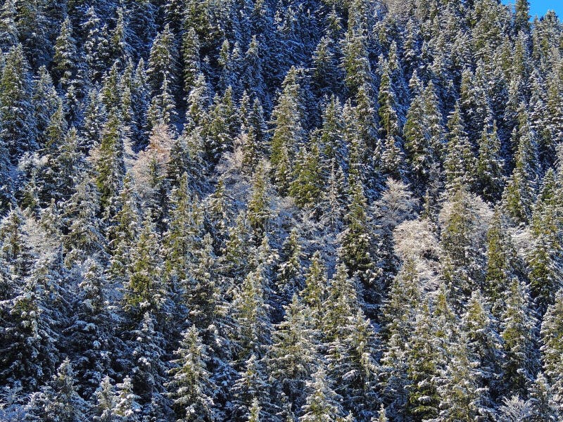 Winter forest view stock image. Image of forest, trees - 80720065