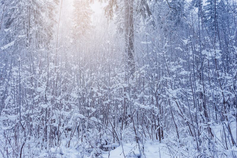 Winter Forest View at Cold Day Stock Image - Image of branch, scenic ...