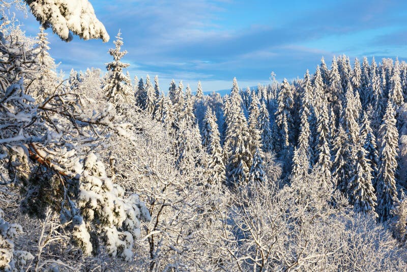 Winter forest view stock image. Image of branches, nature - 81815003