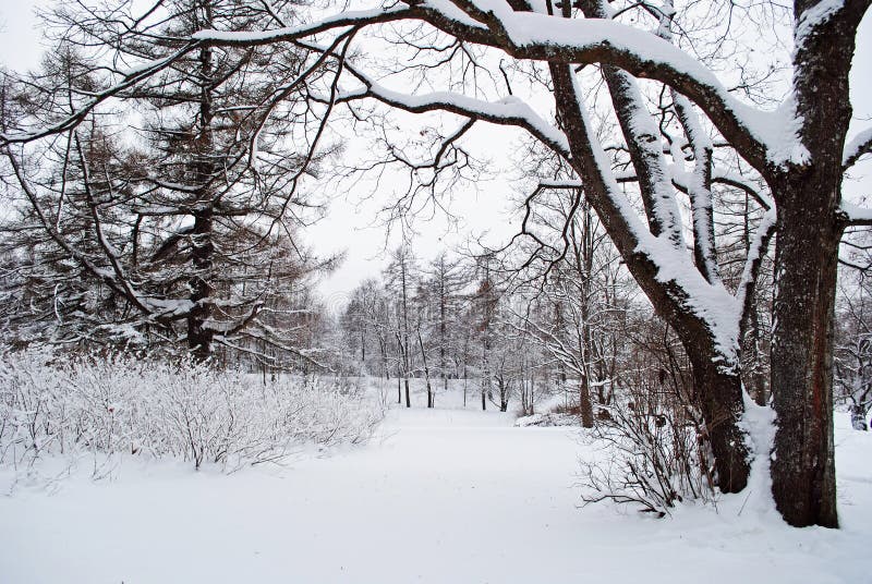 Winter forest view stock photo. Image of winter, forest - 79694016