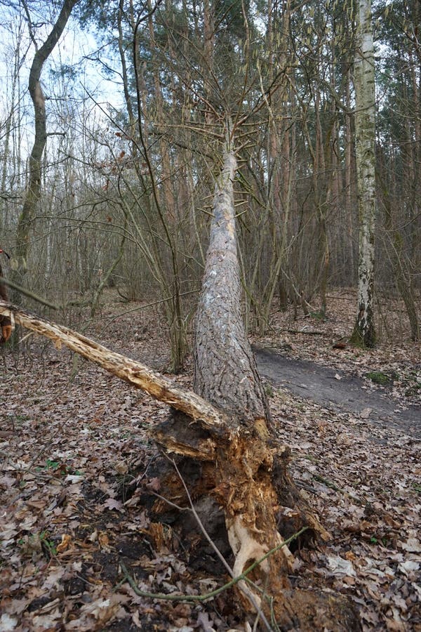 Winter Forest with Wind-blown Trees, Branches and Fall Foliage. Berlin ...