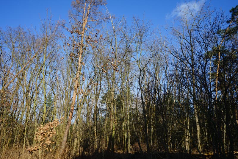Winter Forest with Wind-blown Trees, Branches and Fall Foliage. Berlin ...